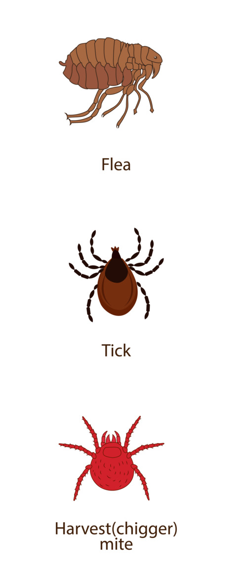 Goat Fleas, Ticks, and Chiggers! - Goat Journal